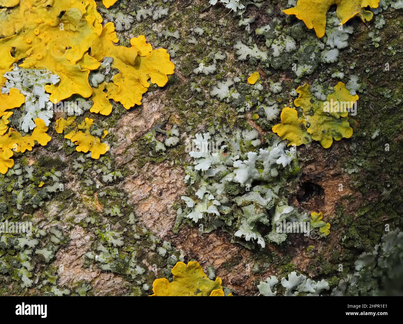 Tree lichen garden hi-res stock photography and images - Alamy