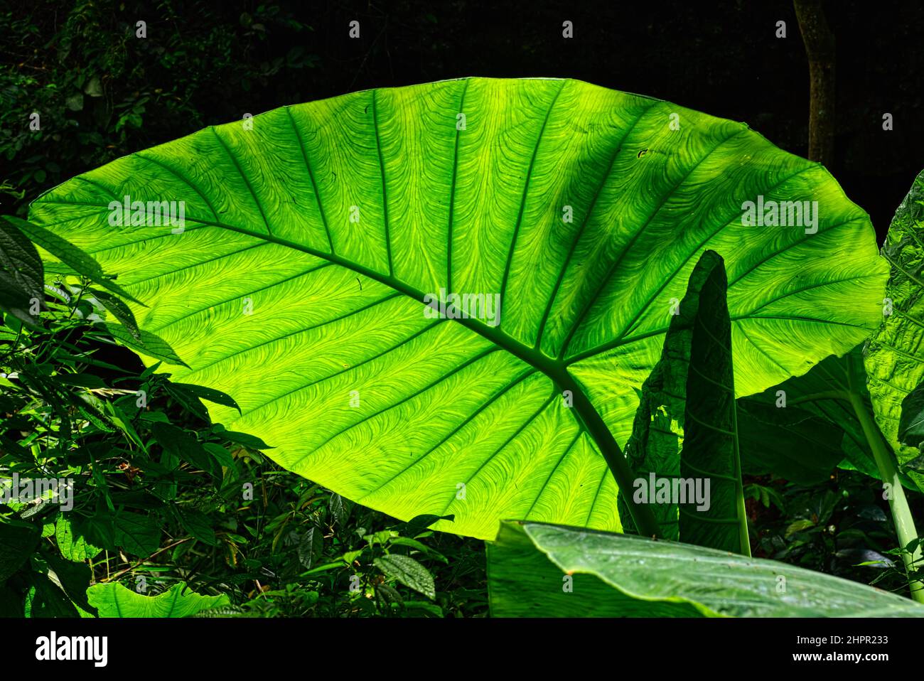 Downstream valley mountain hi-res stock photography and images - Alamy