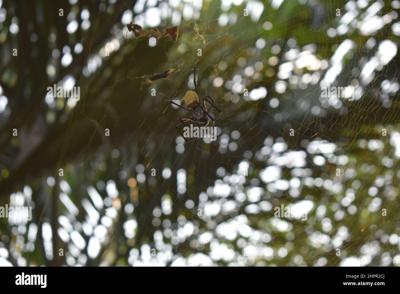spider on the spider web Stock Photo - Alamy