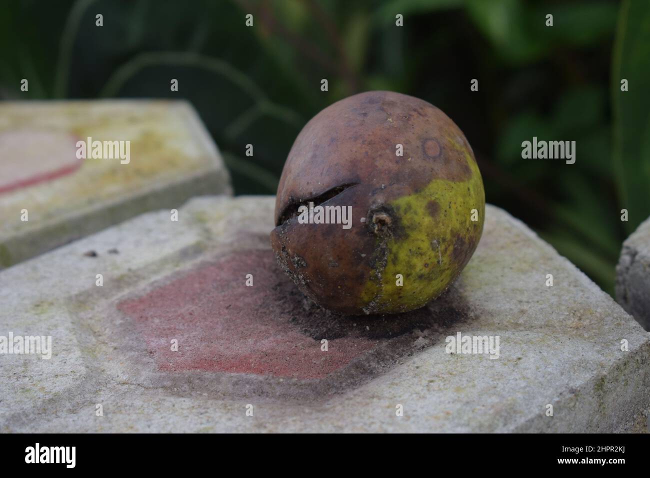 Bad mango hi-res stock photography and images - Alamy