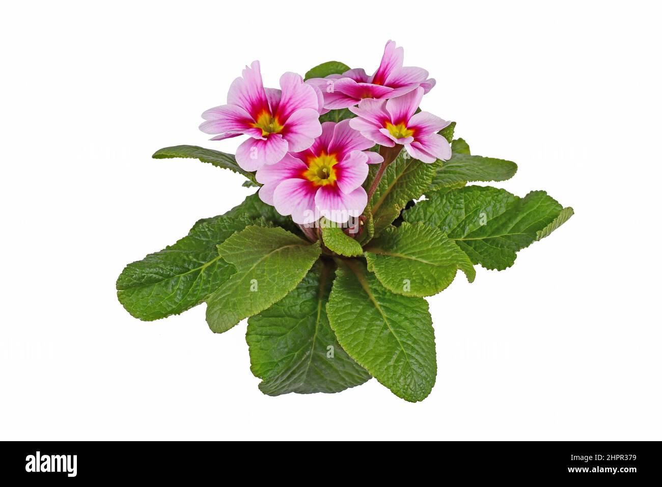 Pink and yellow 'Primula Acaulis' primrose flowers in bloom on white ...