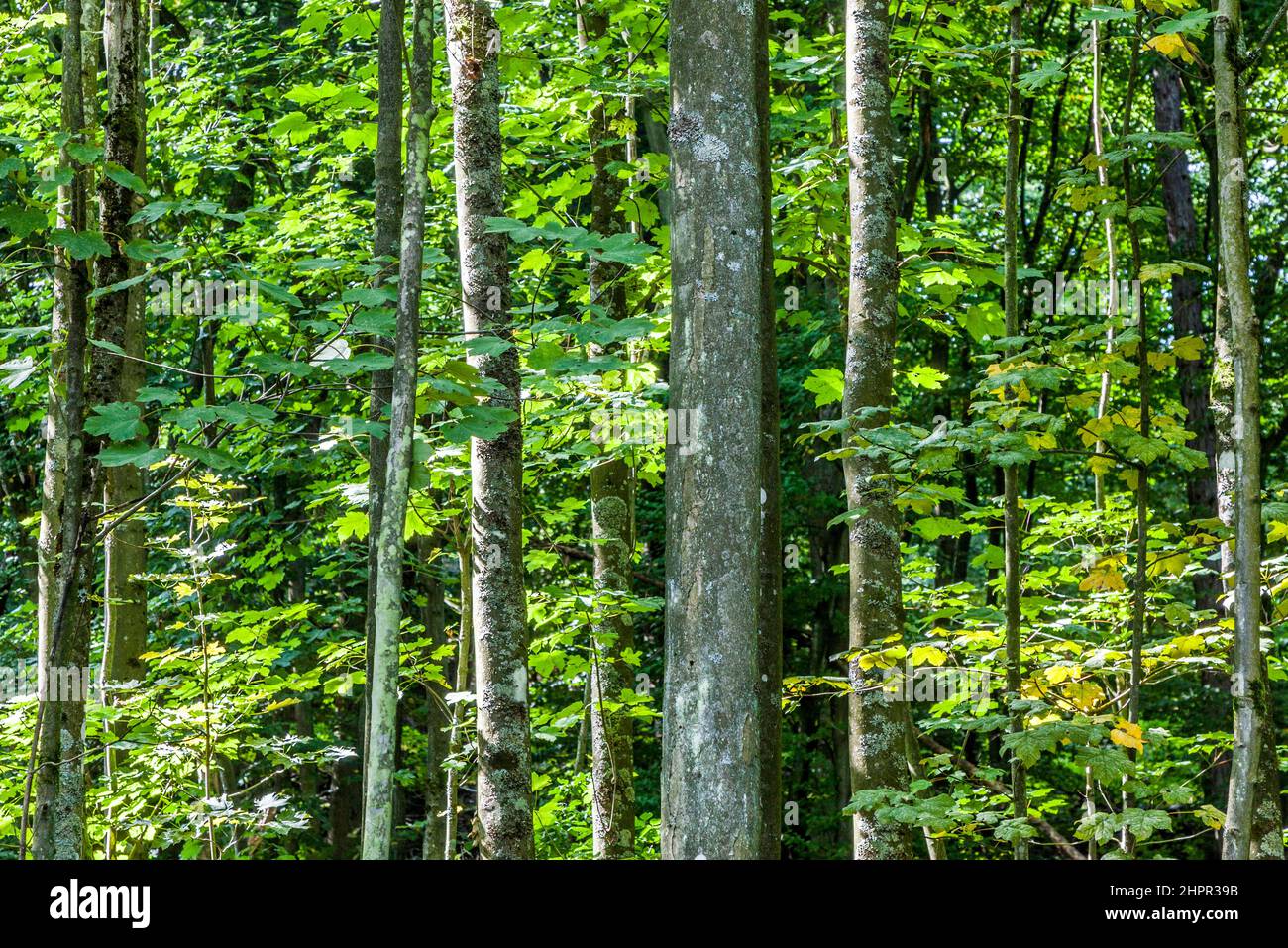 trees in the wild forest gives a harmonic pattern Stock Photo - Alamy
