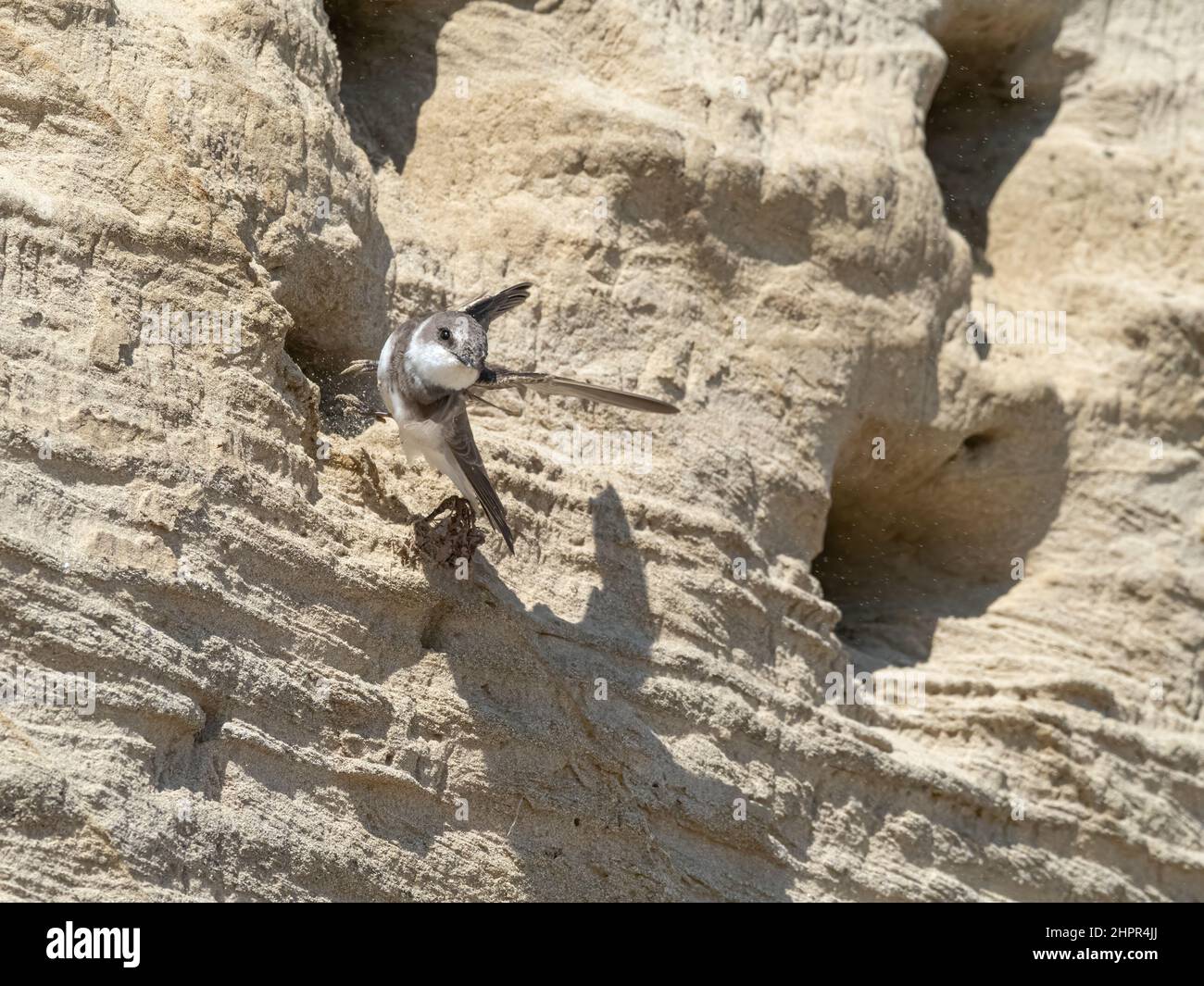 Sand Martin, Riparia riparia, adult bird in flight leaving the nesting ...