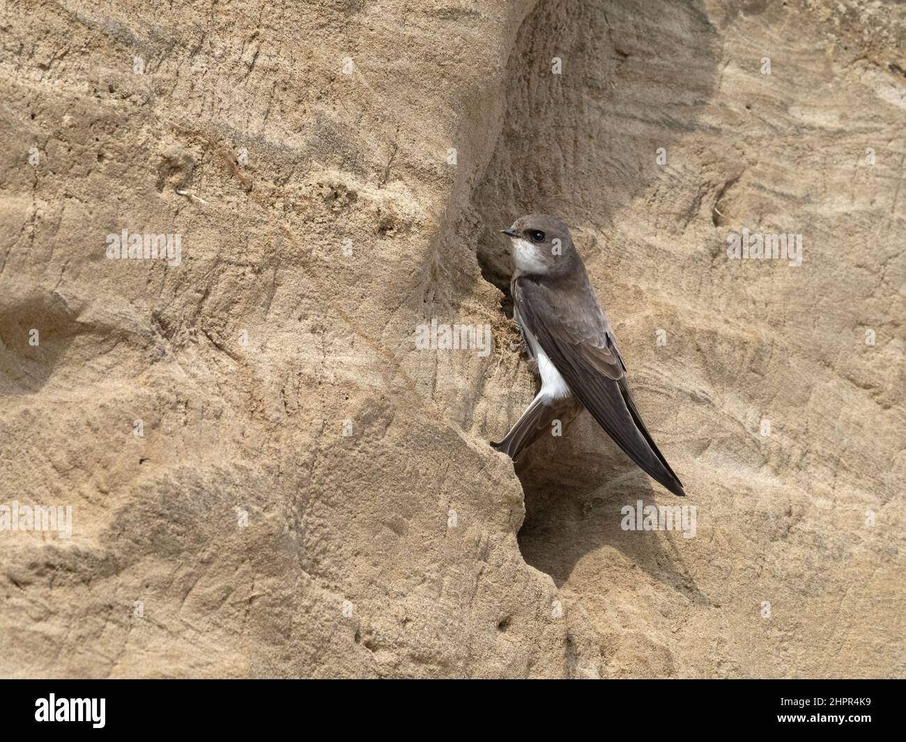 Sand Martin, Riparia riparia, adult bird at nesting burrow entrance ...