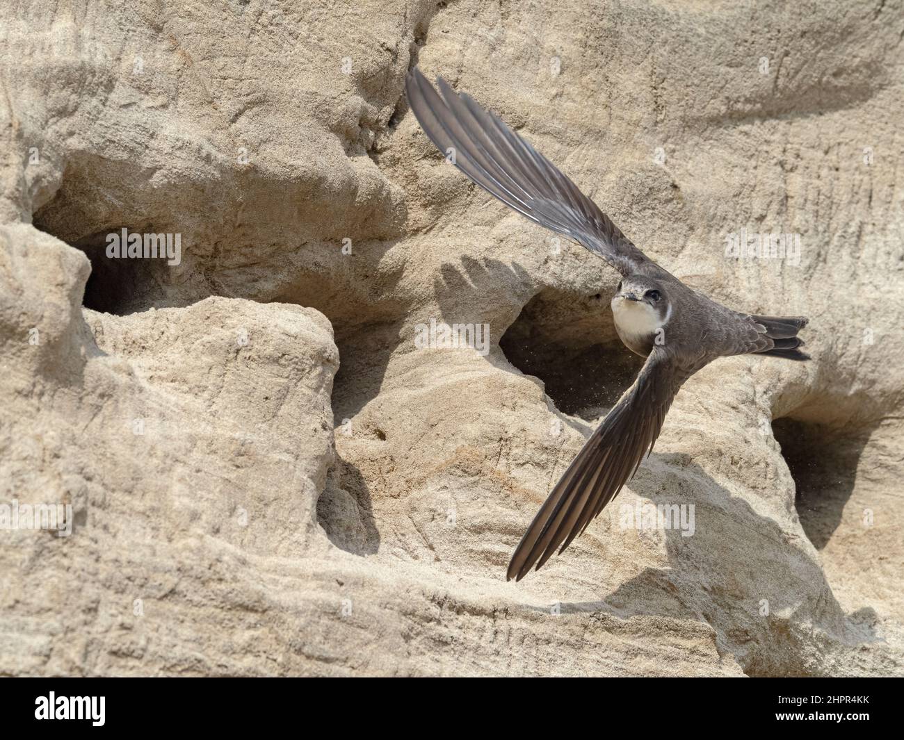 Sand Martin, Riparia riparia, adult bird in flight leaving the nesting ...