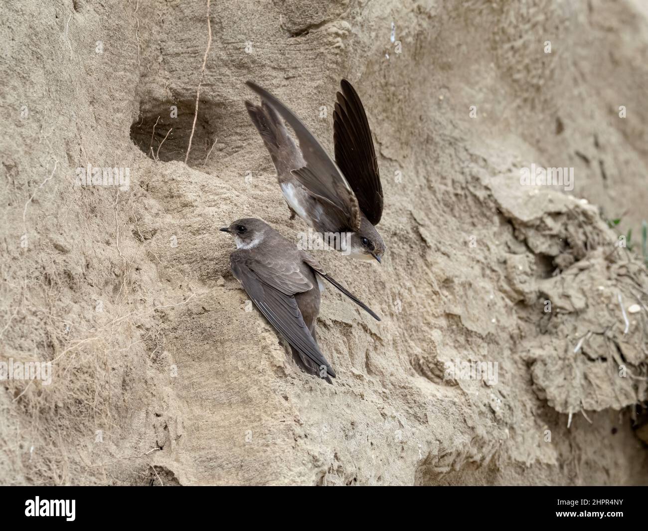 Sand Martin, Riparia riparia, adult bird in flight leaving the nesting ...