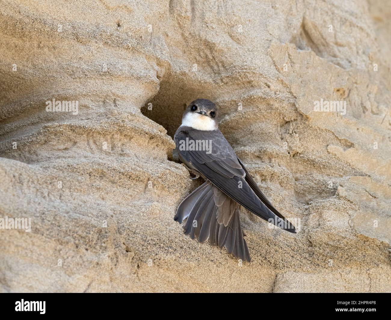 Sand Martin, Riparia riparia, adult bird at nesting burrow entrance ...