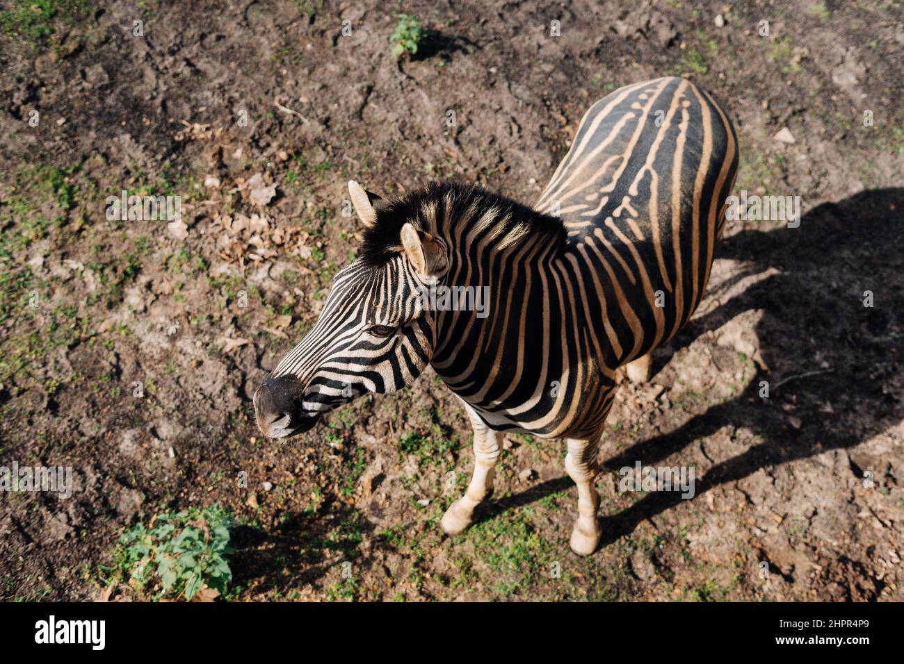 From captivity hi-res stock photography and images - Alamy