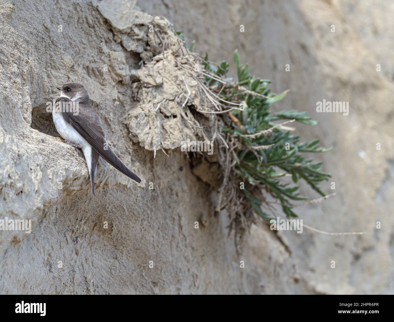 Sand Martin, Riparia riparia, adult bird at nesting burrow entrance ...