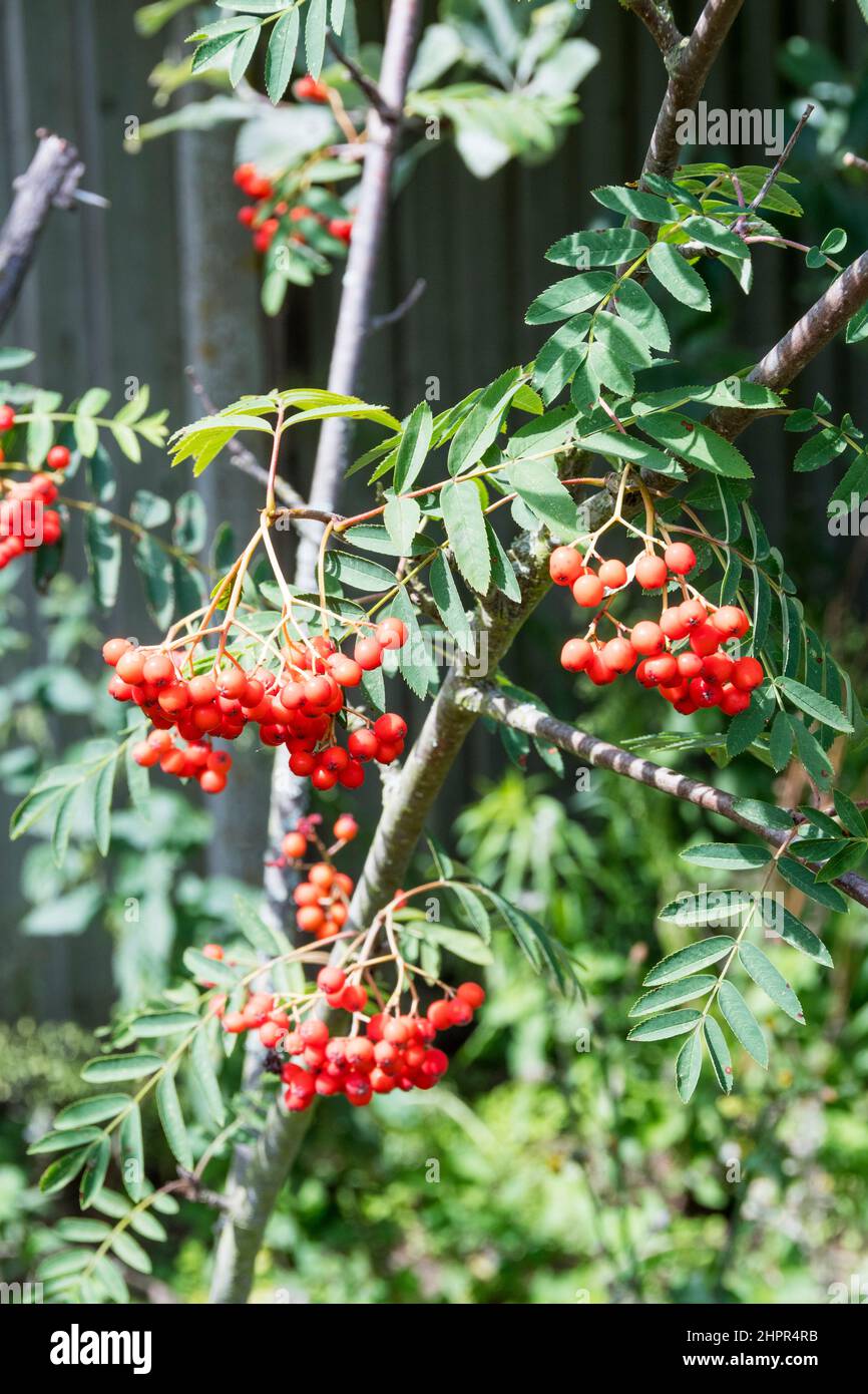 Sorbus aucuparia tree hi-res stock photography and images - Alamy