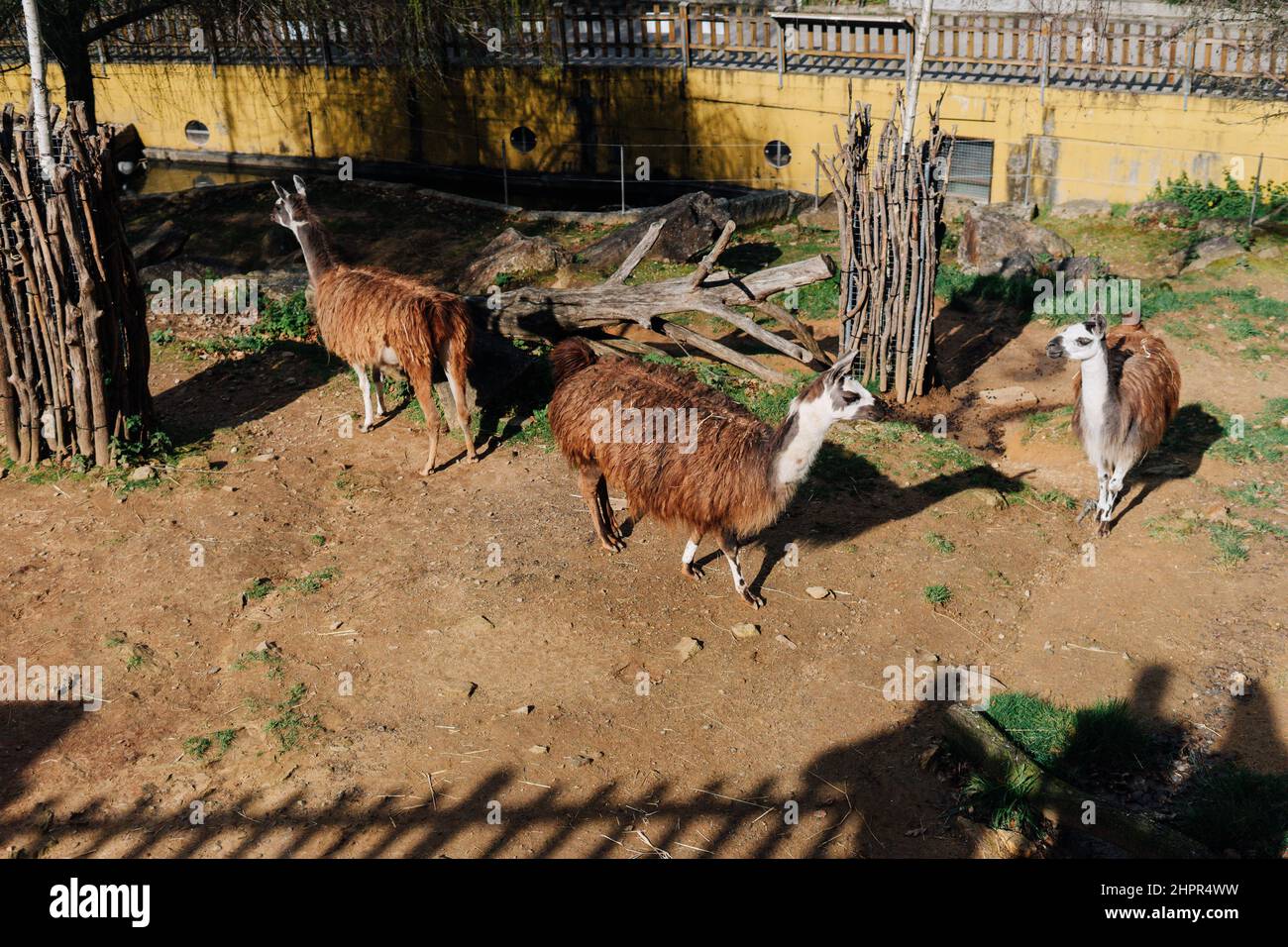 Group of llamas on an artificial habitat on a zoo Stock Photo - Alamy