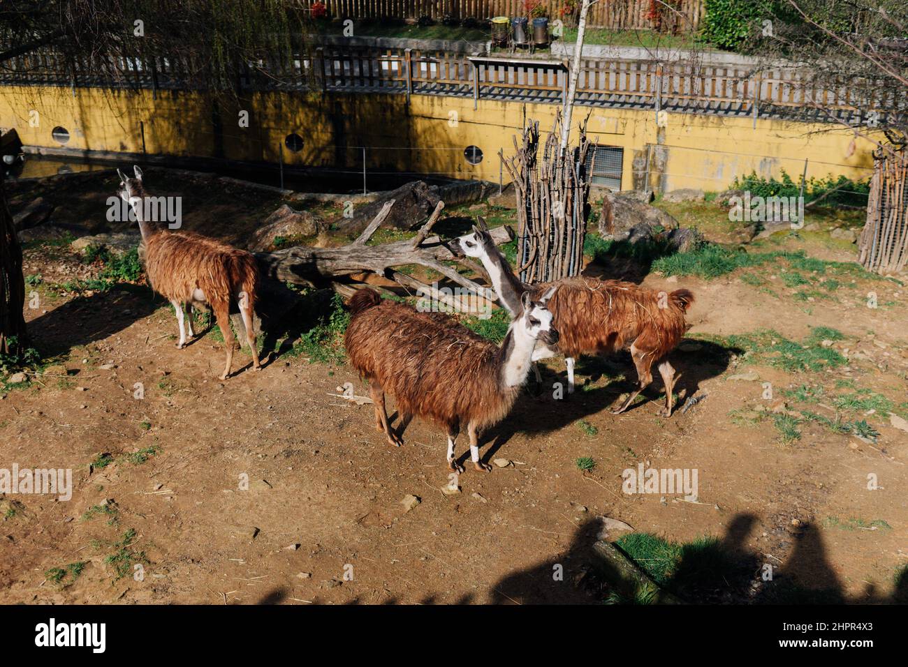 Group of llamas on an artificial habitat on a zoo Stock Photo - Alamy