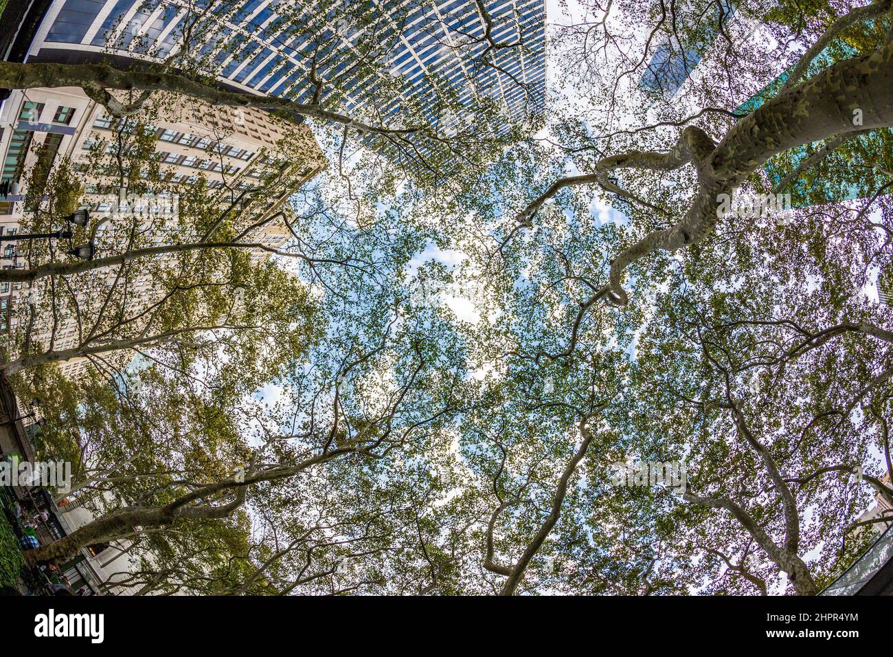 skyscrapers in midtown Manhattan with sycamore trees in New York under ...