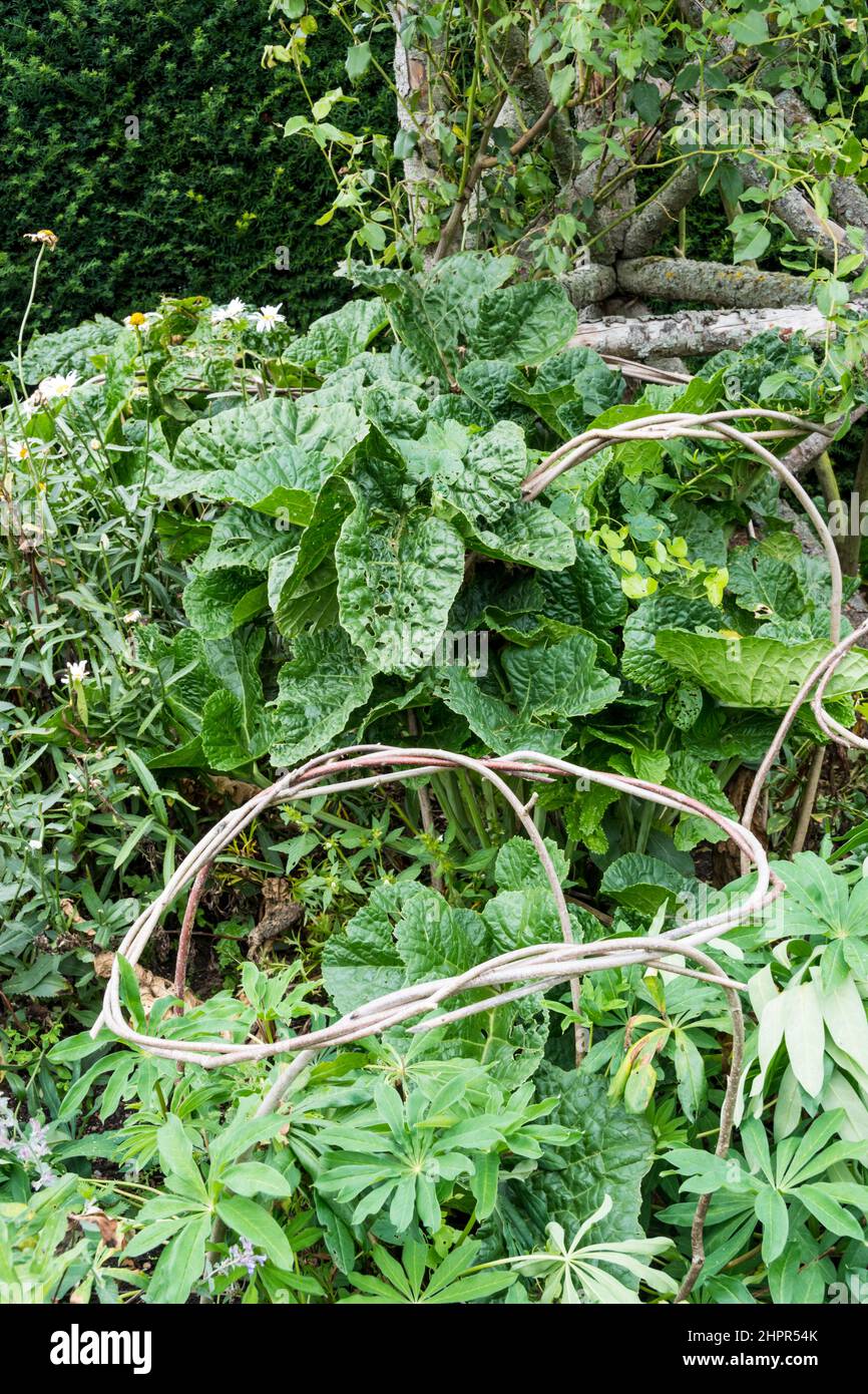 Plant supports hi-res stock photography and images - Alamy