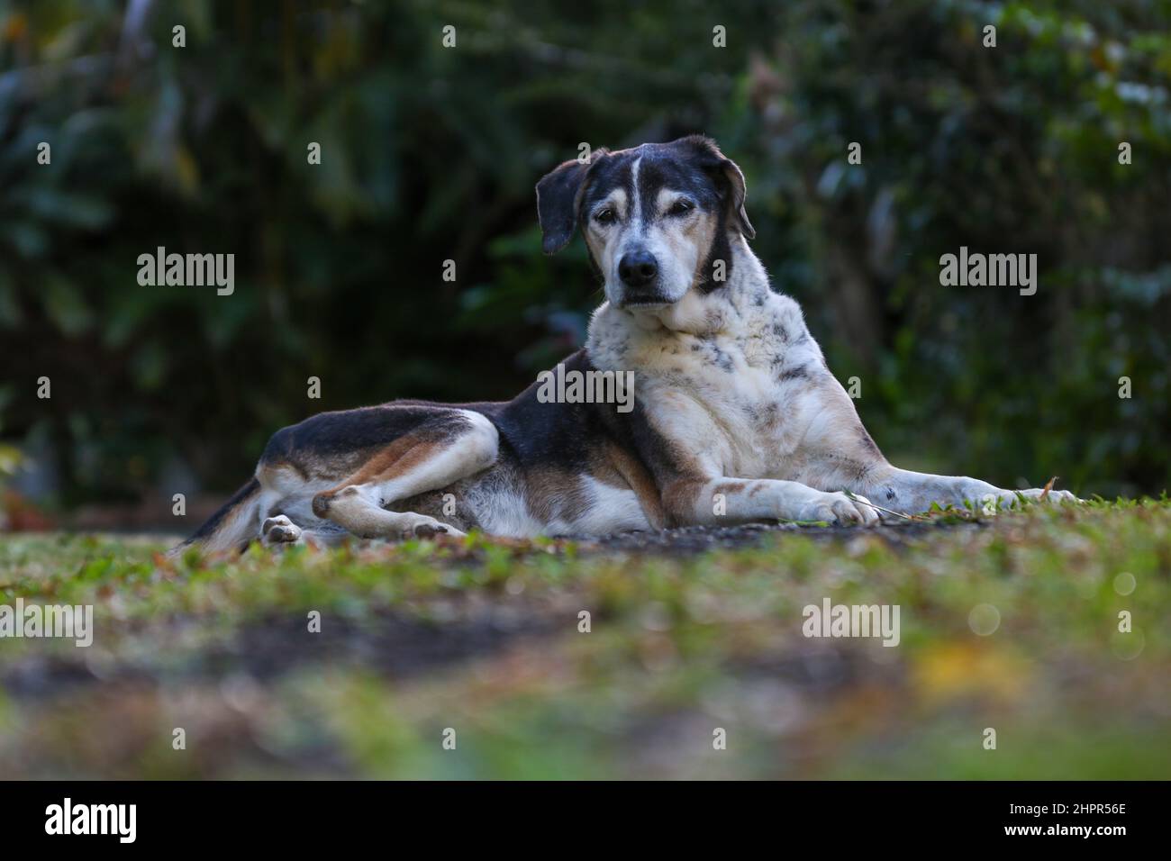 Old stray dog resting on the ground Stock Photo - Alamy