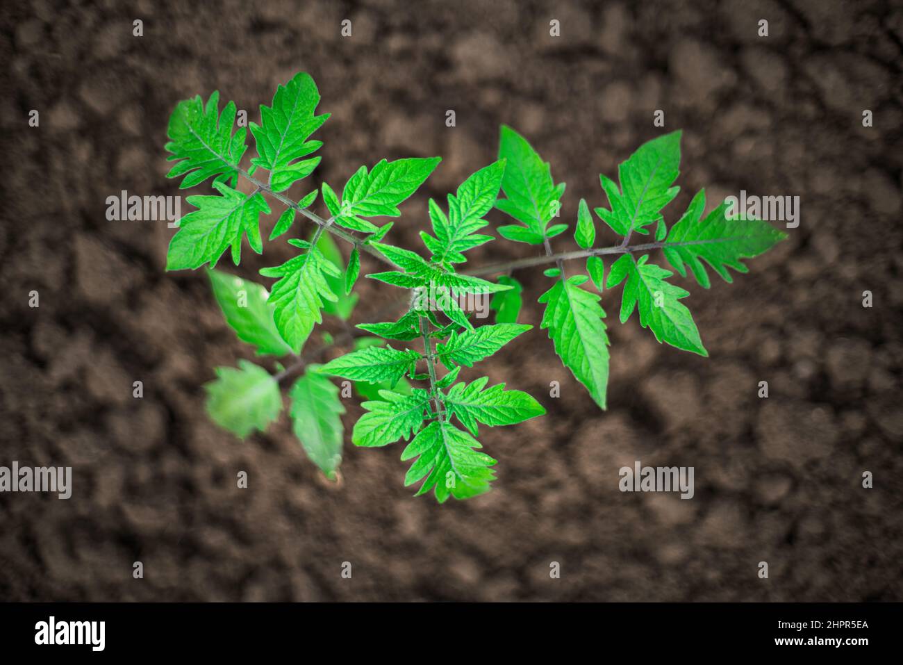 Young tomato plants leaves in greenhouse. Growing seedling in ground ...