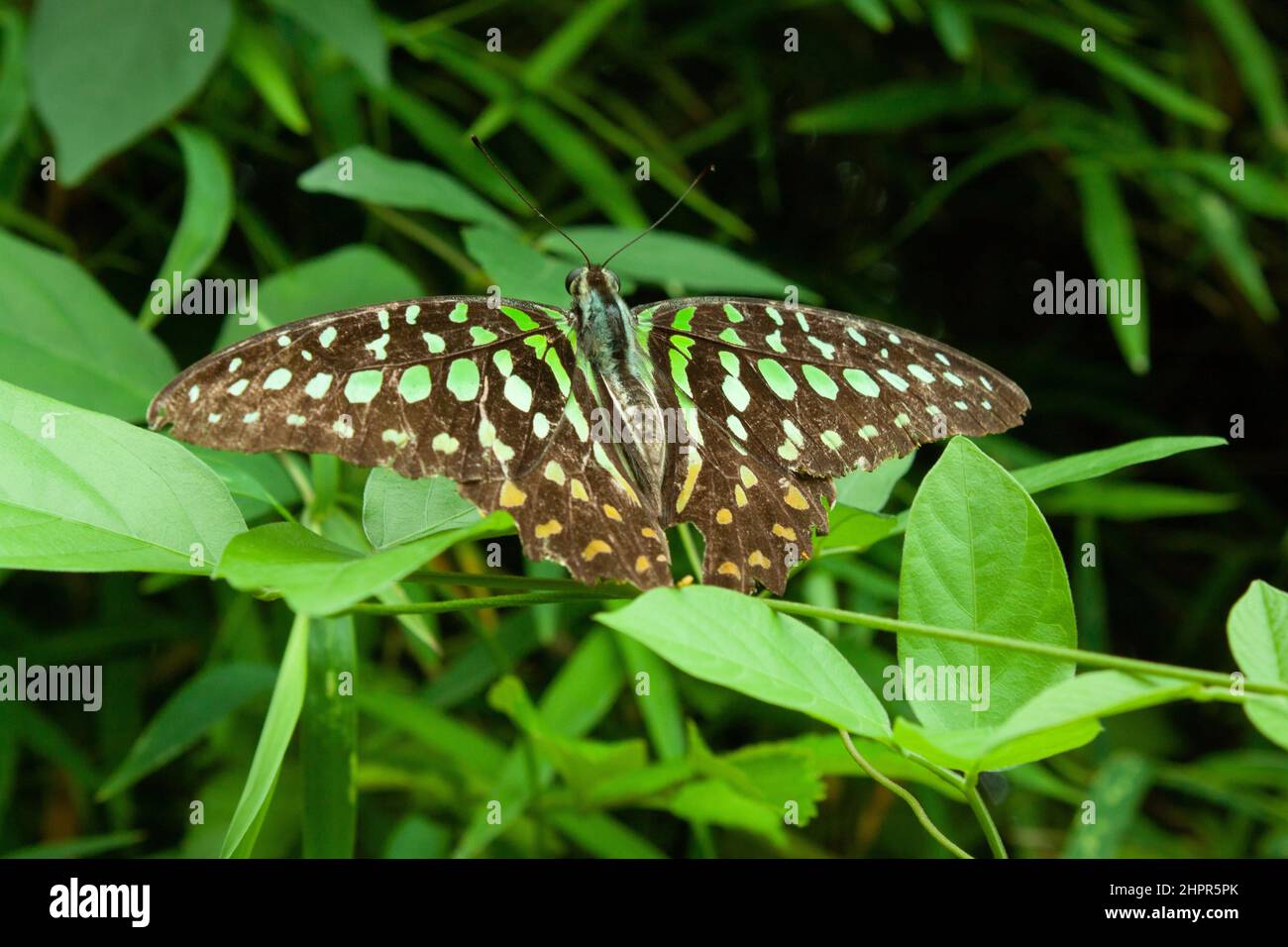 Southeast asian butterfly hi-res stock photography and images - Alamy