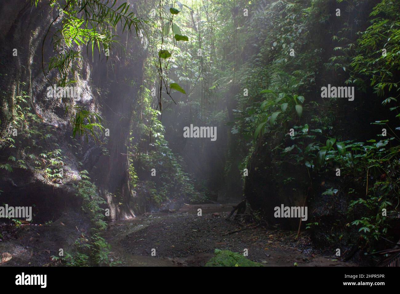 Southeast asian forest hi-res stock photography and images - Alamy