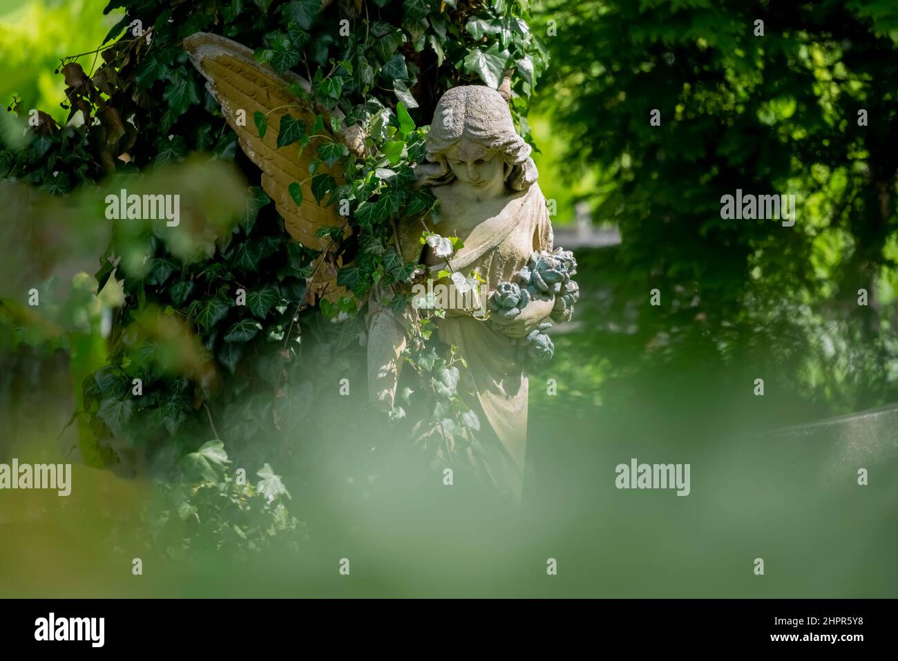 Beautiful angel. Antique stone statue in an ancient abandoned cemetery ...