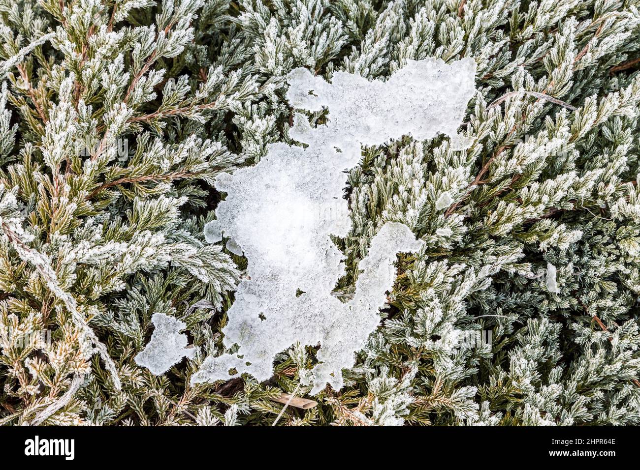 fir tree in frost with ice gives a harmonic background Stock Photo - Alamy