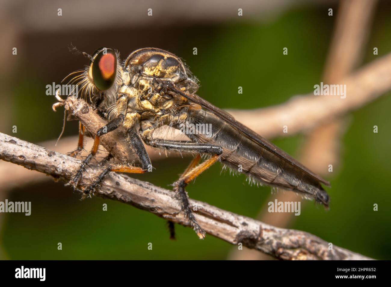 Full body shot of a common robber fly eating a bug Stock Photo - Alamy