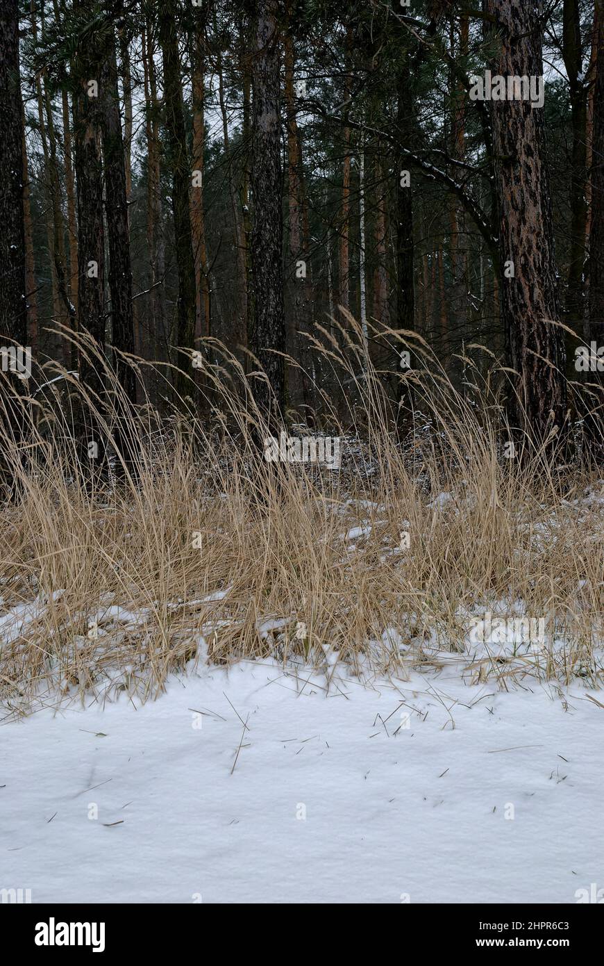 snow and grass - windy winter day - tall grass in snow with forest ...