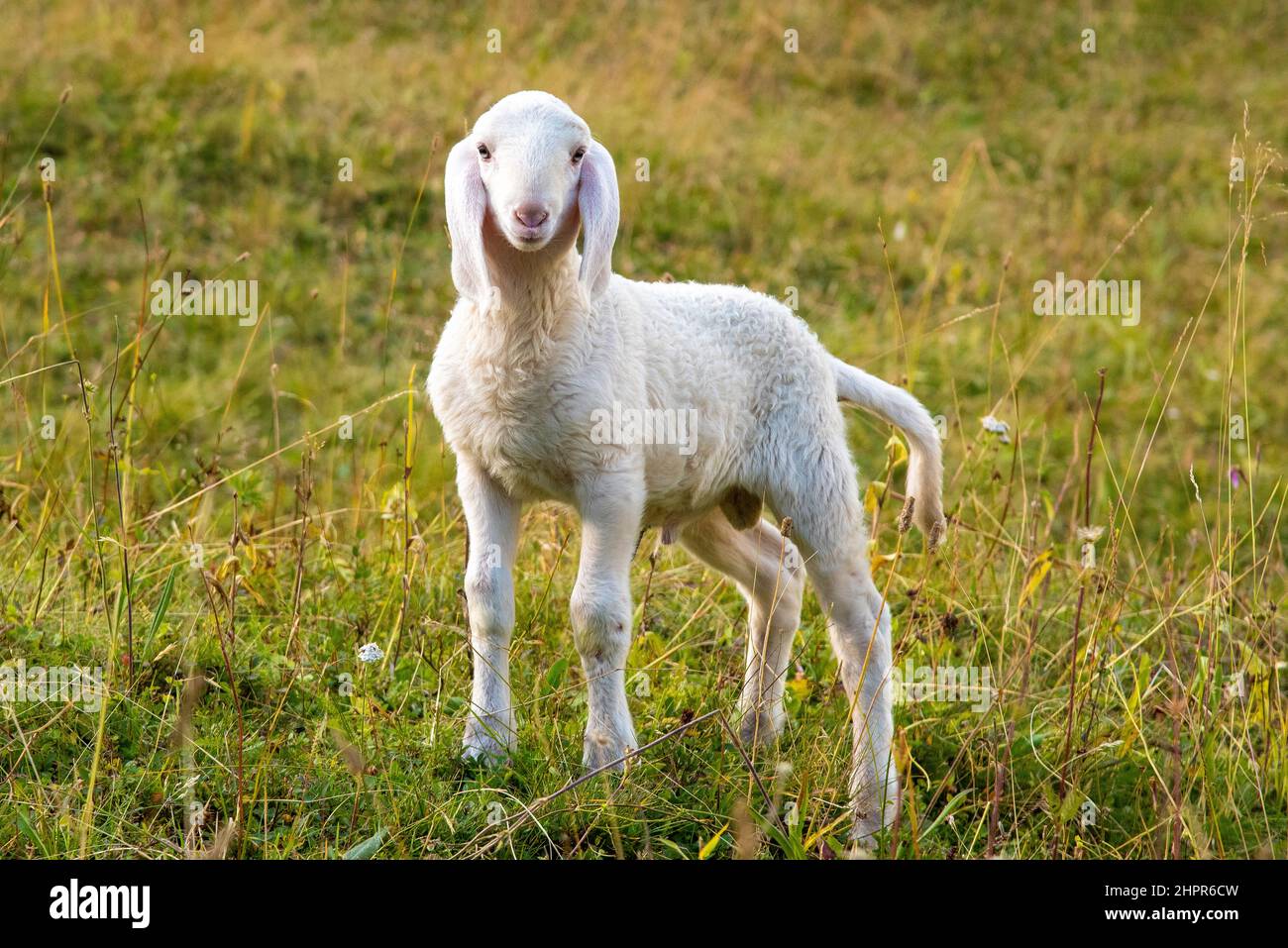 September 2021, Italy. Tender white lamb in a green meadow Stock Photo ...