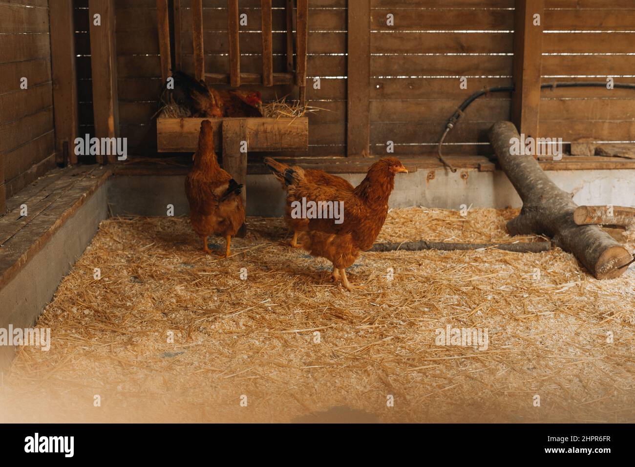 Farm chickens spain hi-res stock photography and images - Alamy