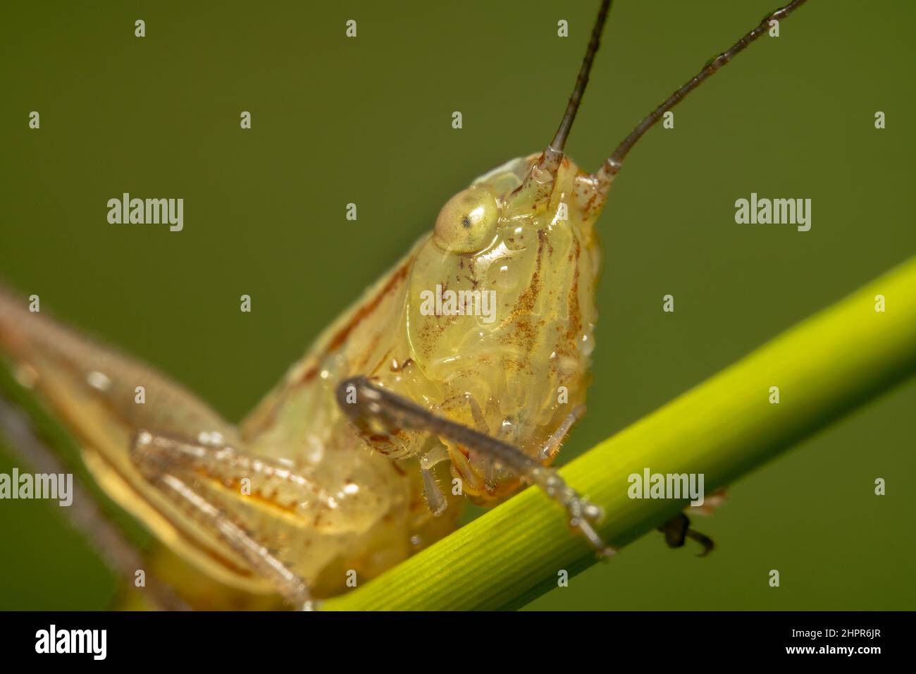 Light green translucent grasshopper with pointy antennas Stock Photo - Alamy