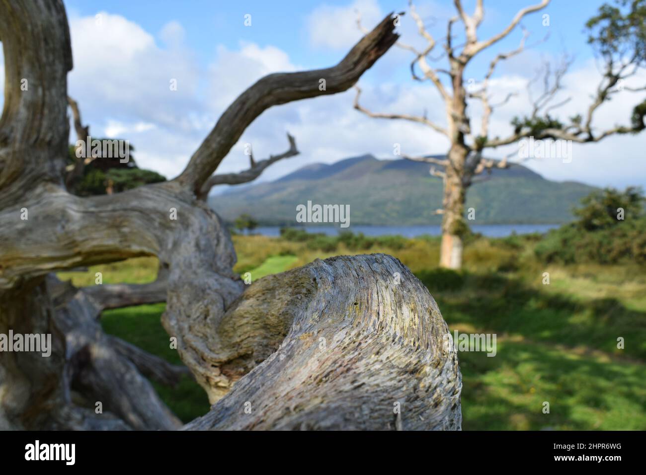 Branch close up in Killarney National Park. Wood and trees. Meadows ...