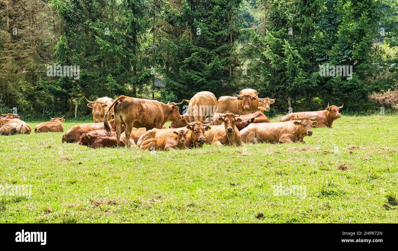 Herd of cows in a meadow. Brown farm animals lying relaxed in the grass ...