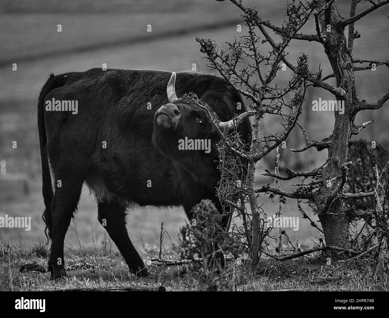 Black and white shot of highland cattle on a meadow. Powerful horns ...