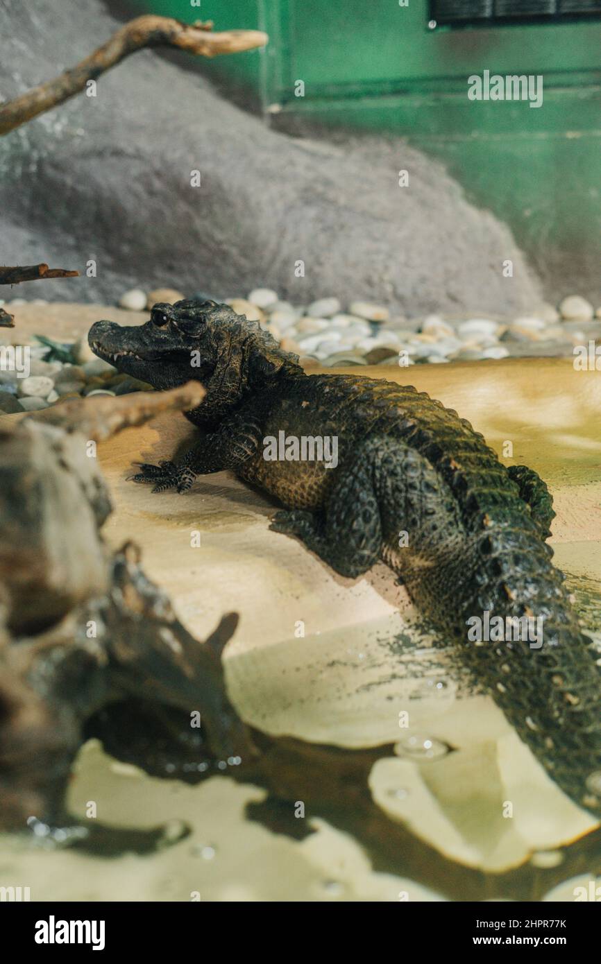 Small crocodile laying on an artificial habitat of a zoo Stock Photo ...