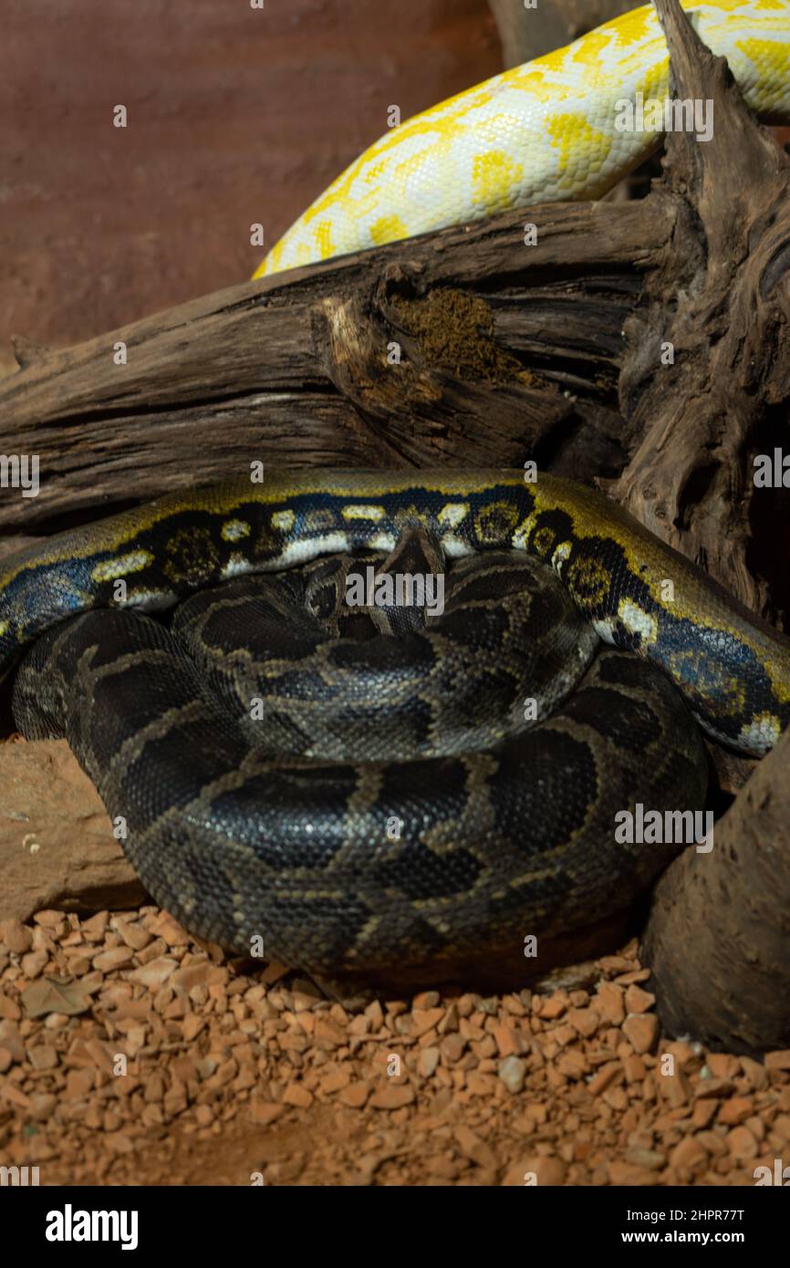 Colourful snake skin detail hi-res stock photography and images - Alamy