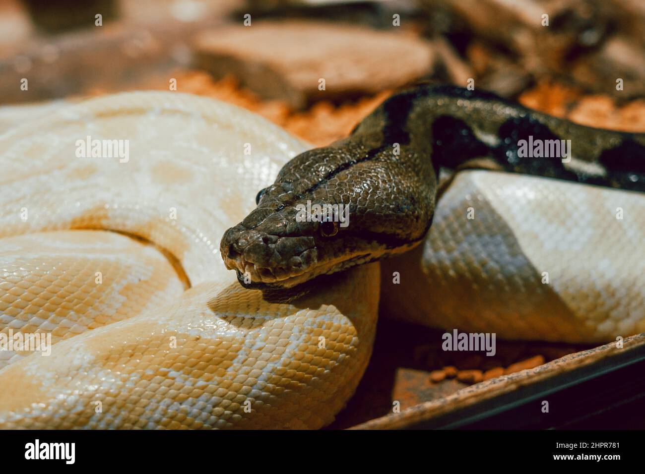 Phyton snake on an terrarium in a zoo Stock Photo - Alamy