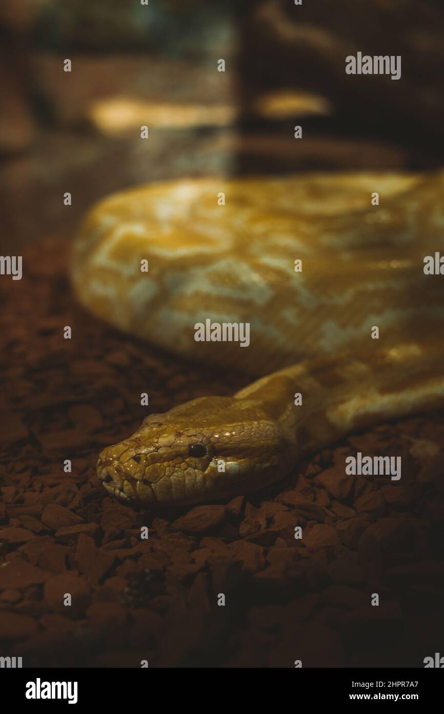 Colourful snake skin detail hi-res stock photography and images - Alamy