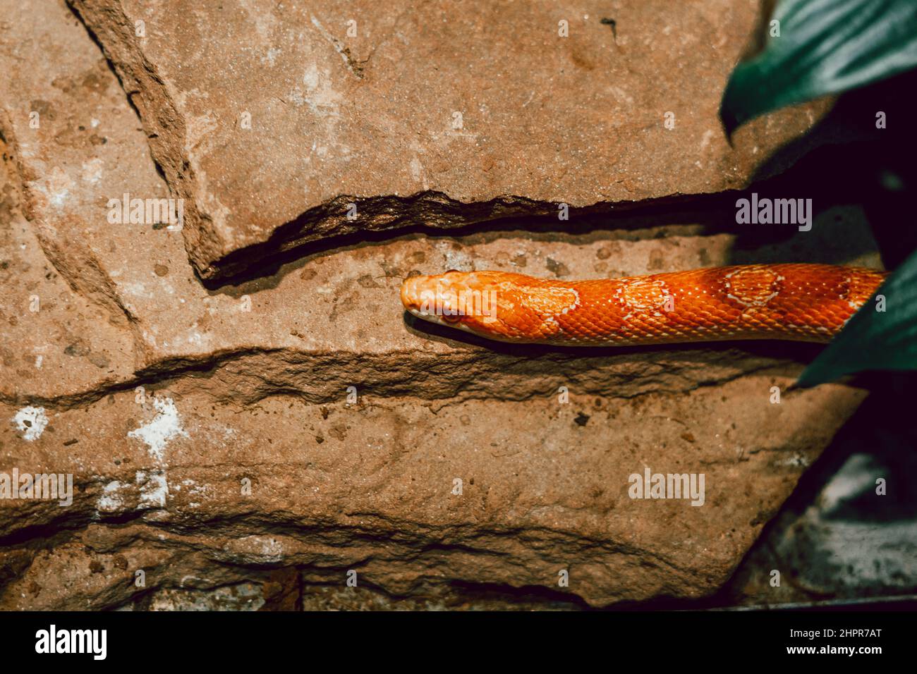 Colourful snake skin detail hi-res stock photography and images - Alamy