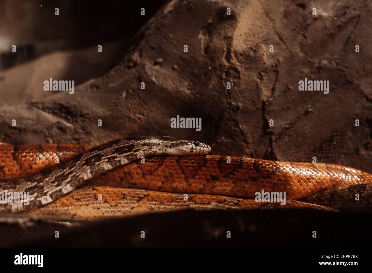 Small snake on a terrarium in a zoo Stock Photo - Alamy