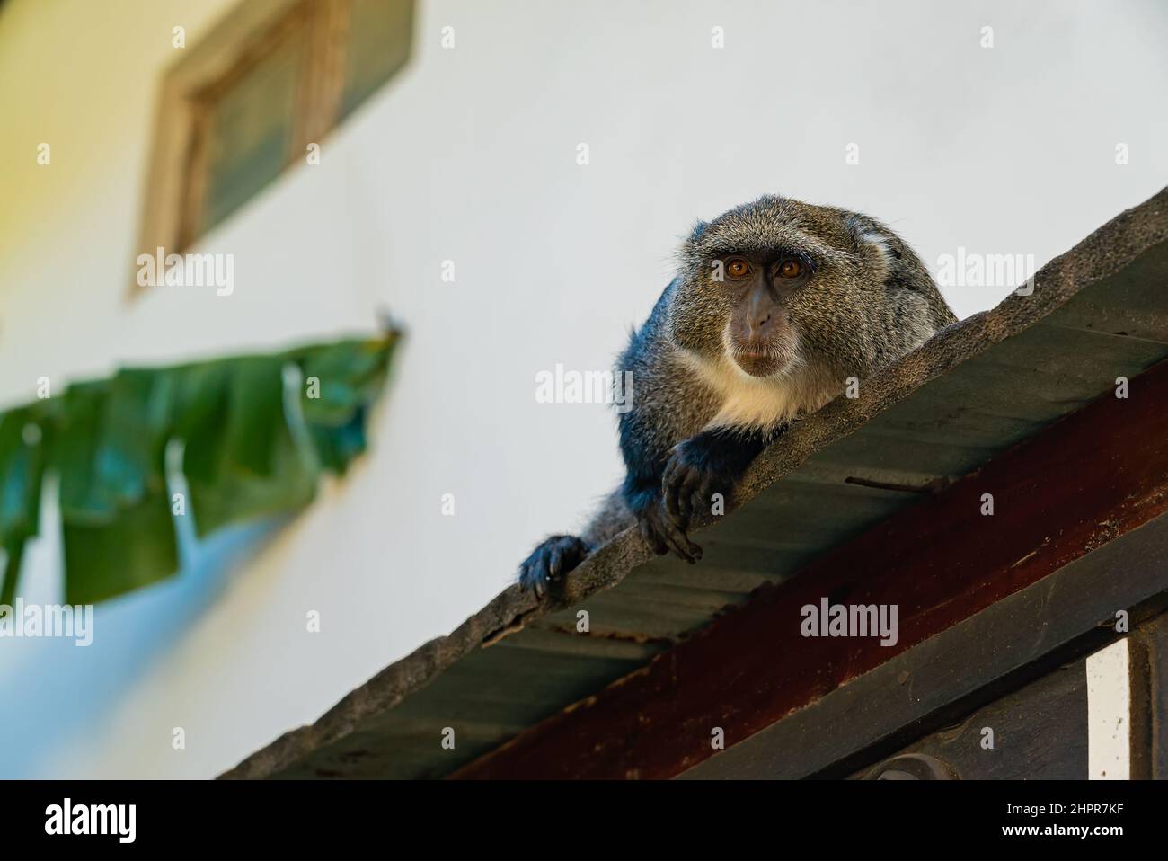 Monkey on a roof of building. Monkey have a rest on a roof Stock Photo ...