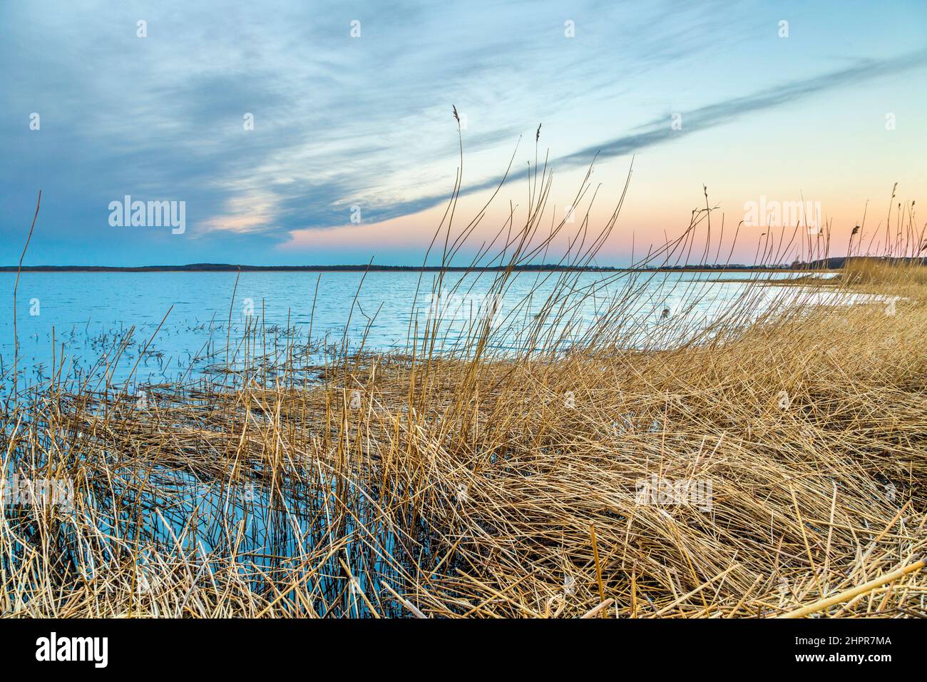 backwater landscape at the island of Usedom with reed grass at the ...