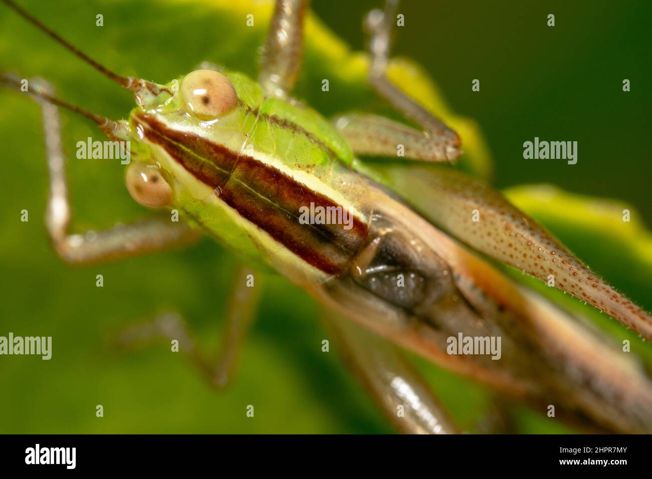 Top down shot of a green grass hopper with high looking eyes Stock ...