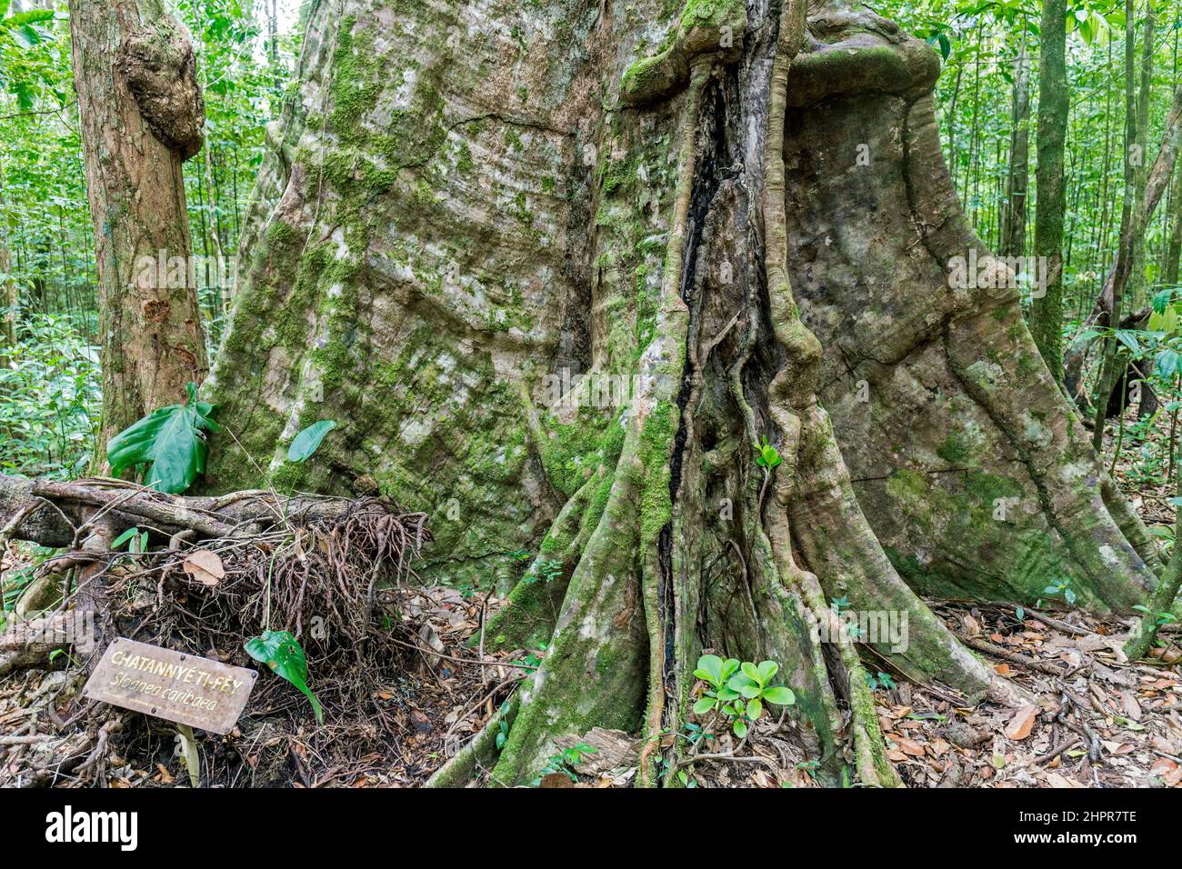 Caribbean jungle with lush green exotic plants, beautiful tall trees at ...