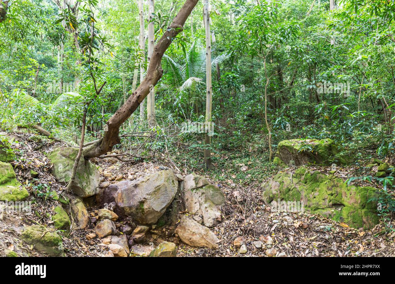 treesin the wild jungle of Dominica, a natural reserve Stock Photo - Alamy