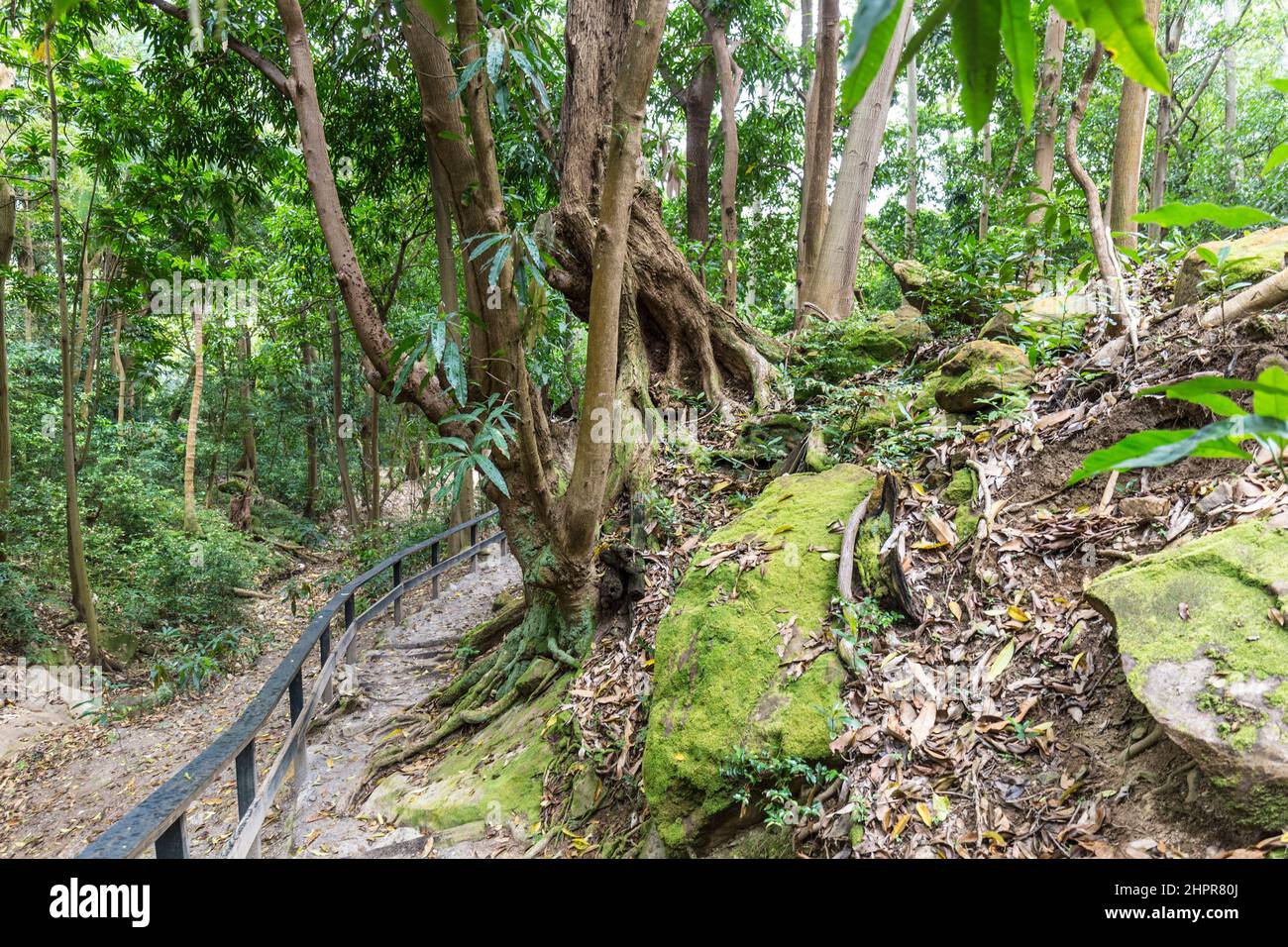 Plants of dominica hi-res stock photography and images - Alamy
