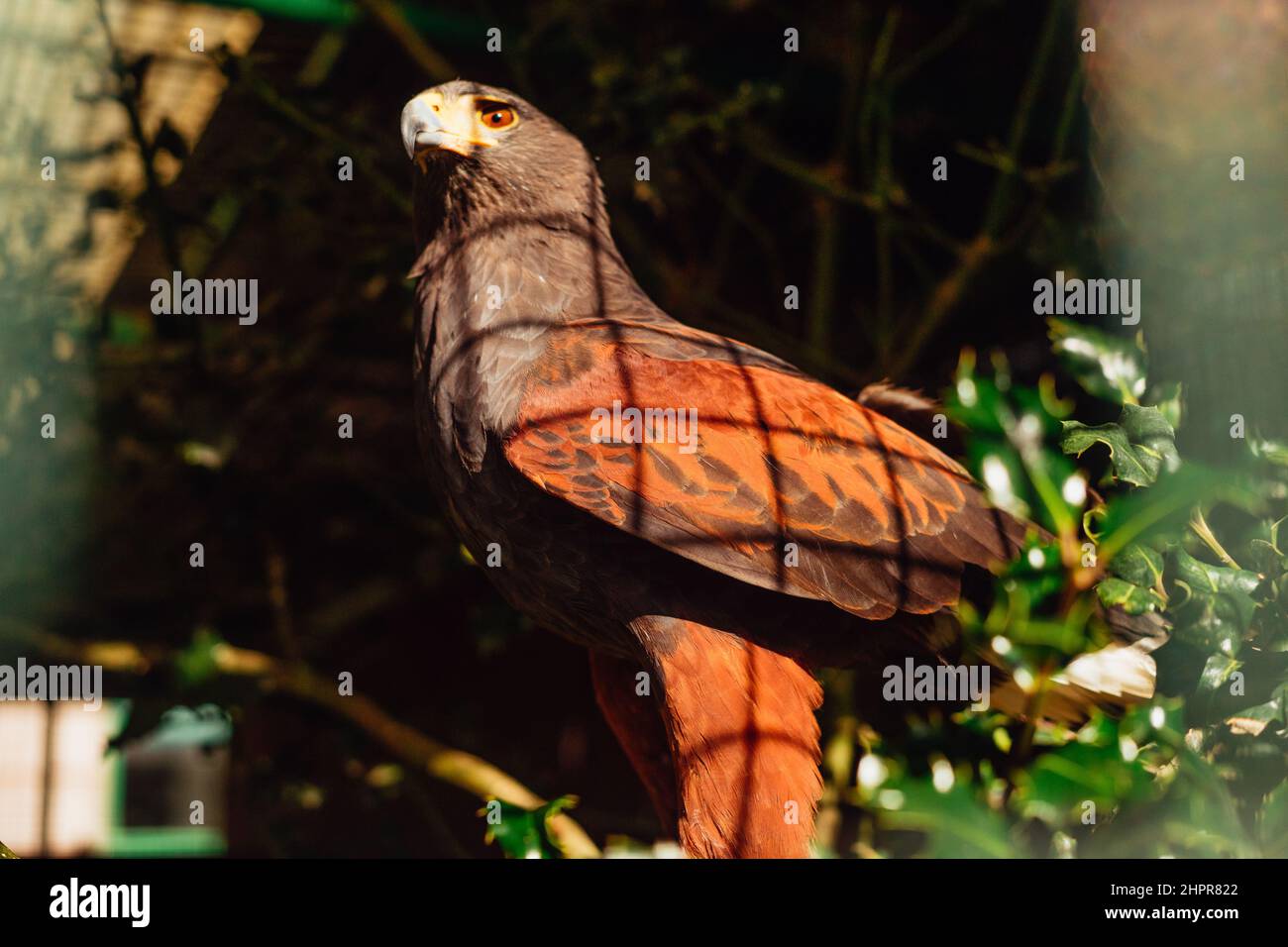 Harris Eagle on a zoo perched on a branch Stock Photo - Alamy