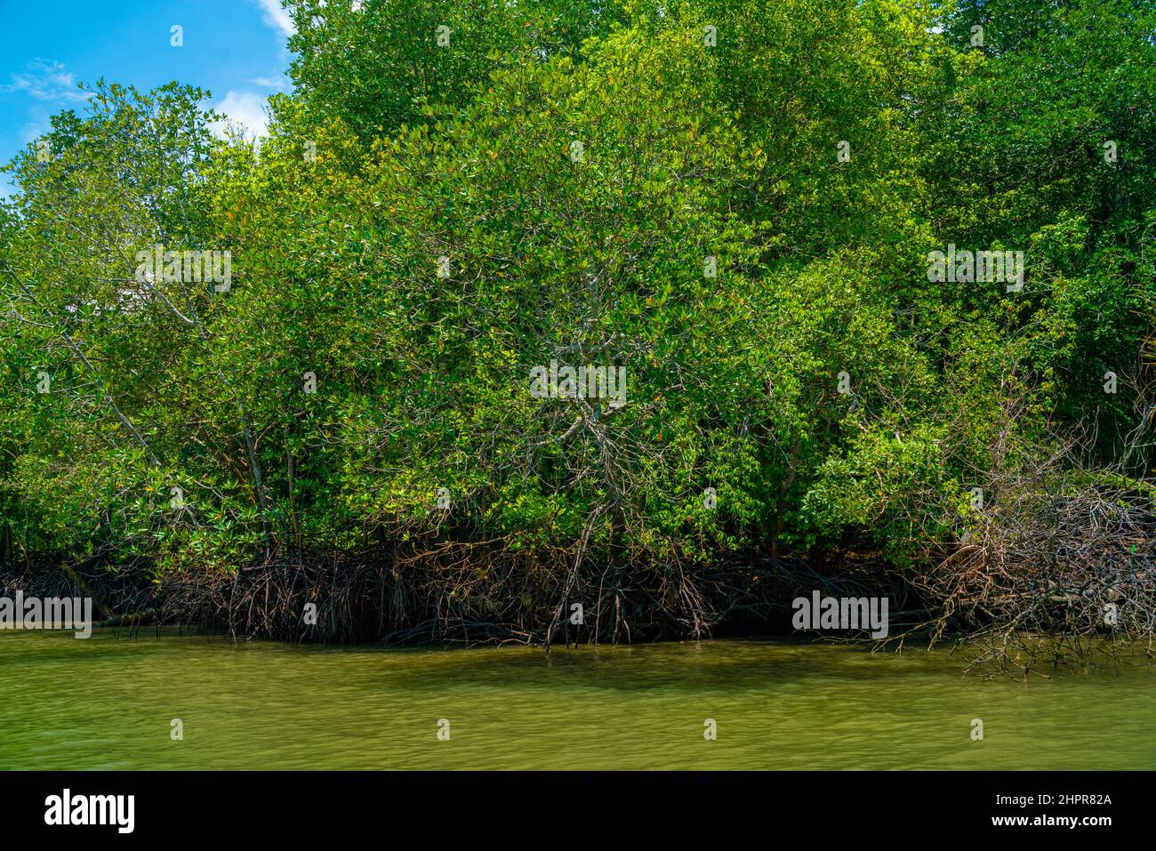 Tropical mangrove forest with river to the sea shore nature ...