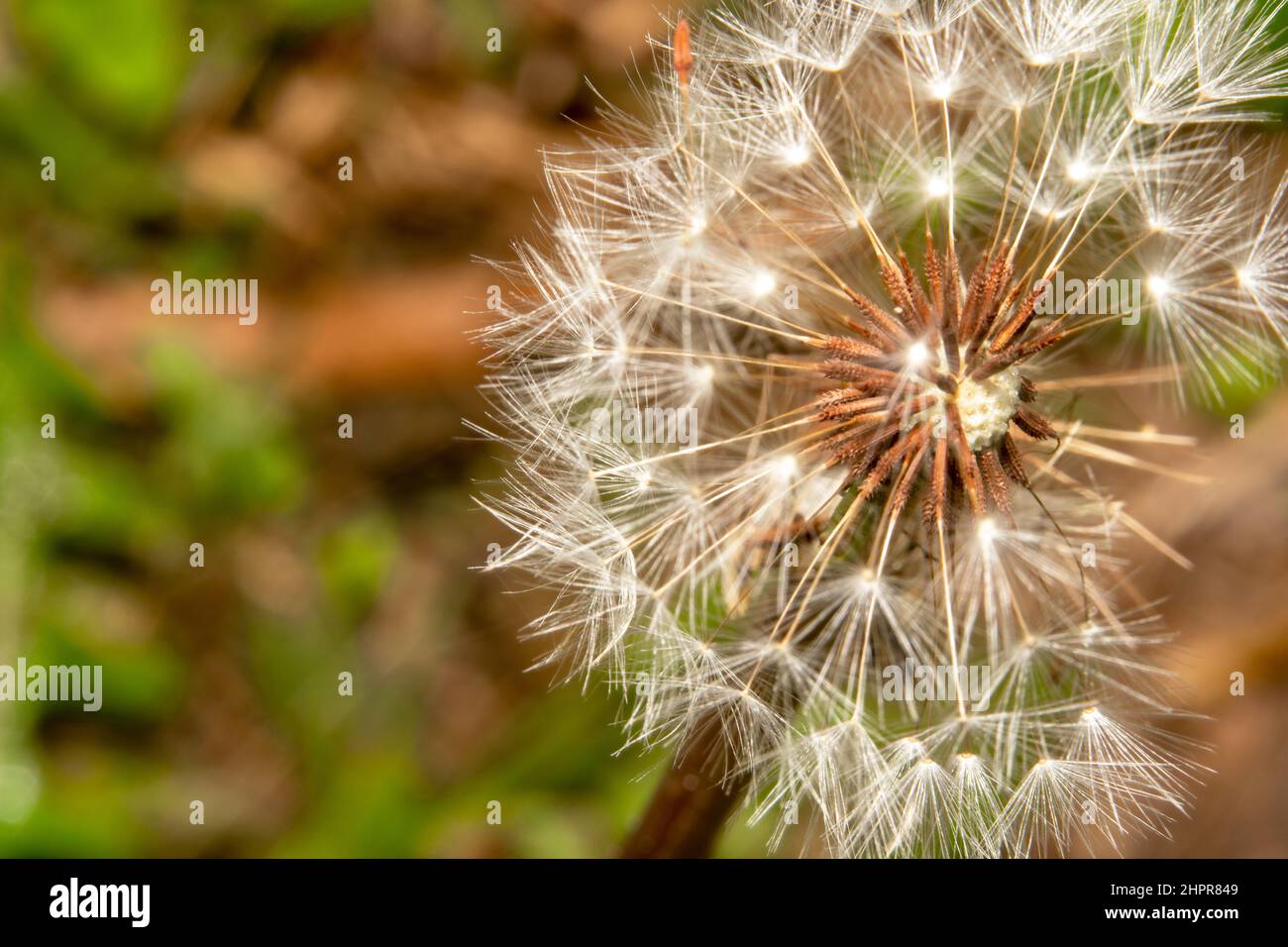 Dandelion flower super closeup with its seeds and core in focus Stock ...