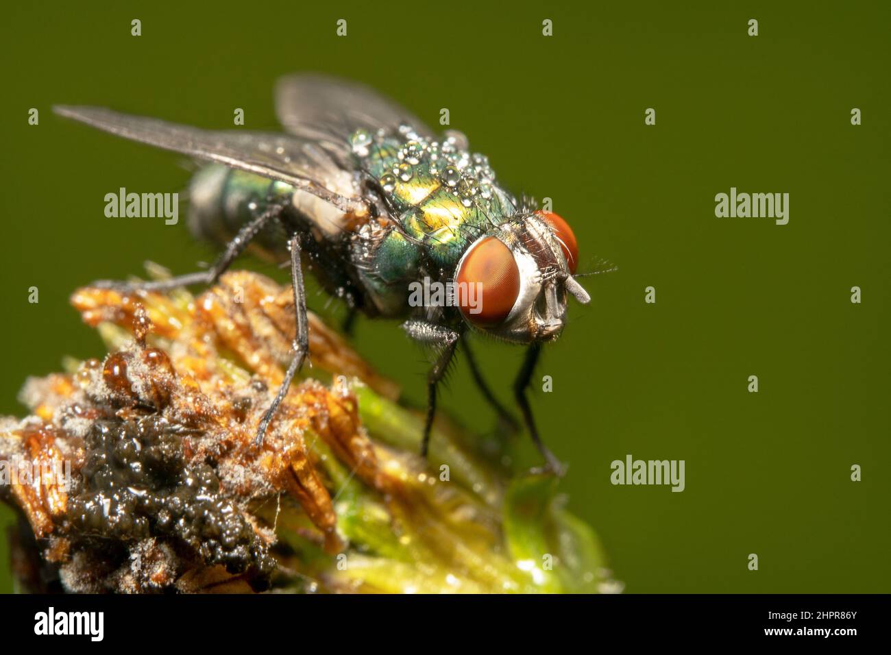 Housefly sitting on a crusty plant and full of water dews Stock Photo ...