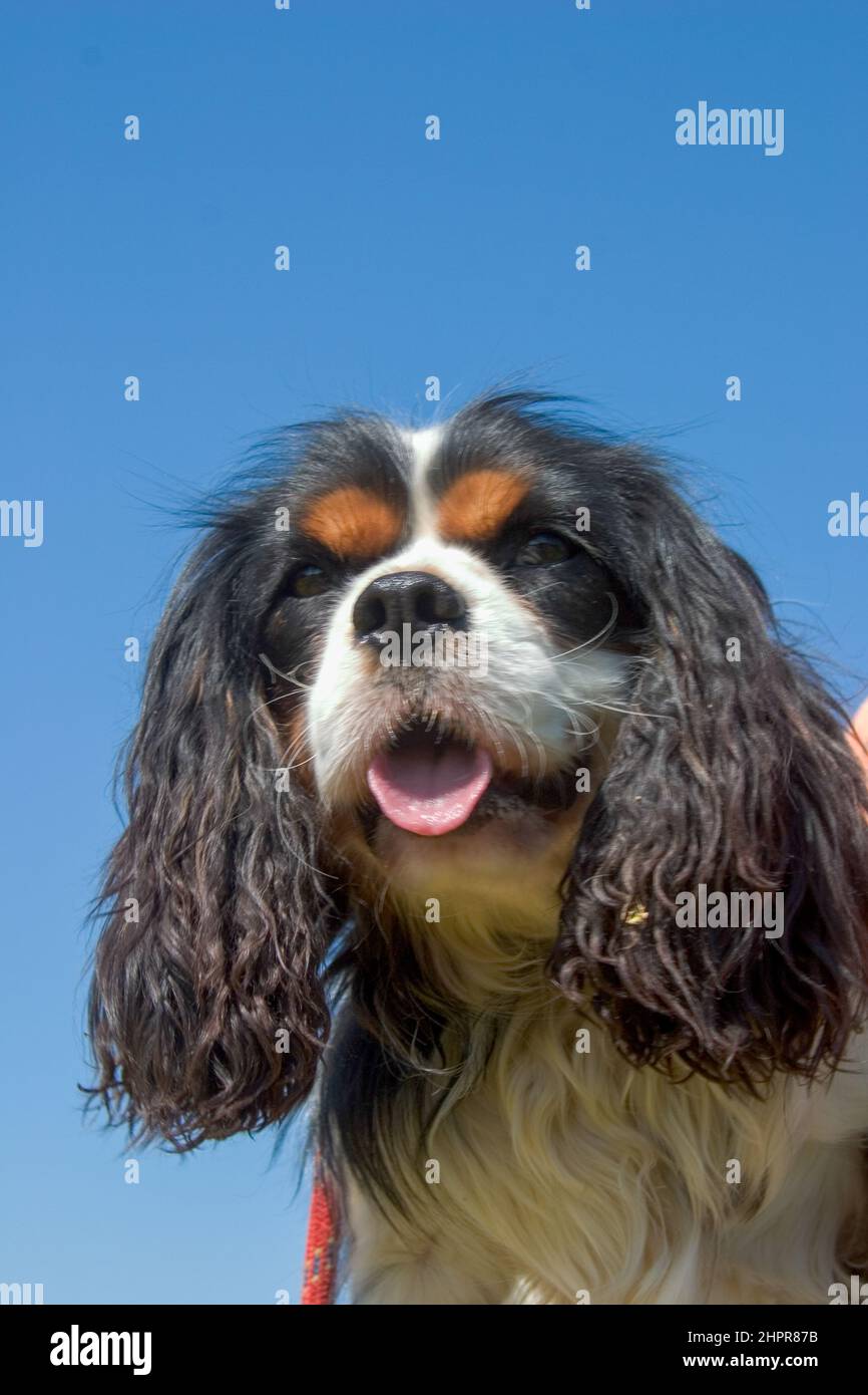 The King Charles Spaniel (also known as the English Toy Spaniel) is a ...