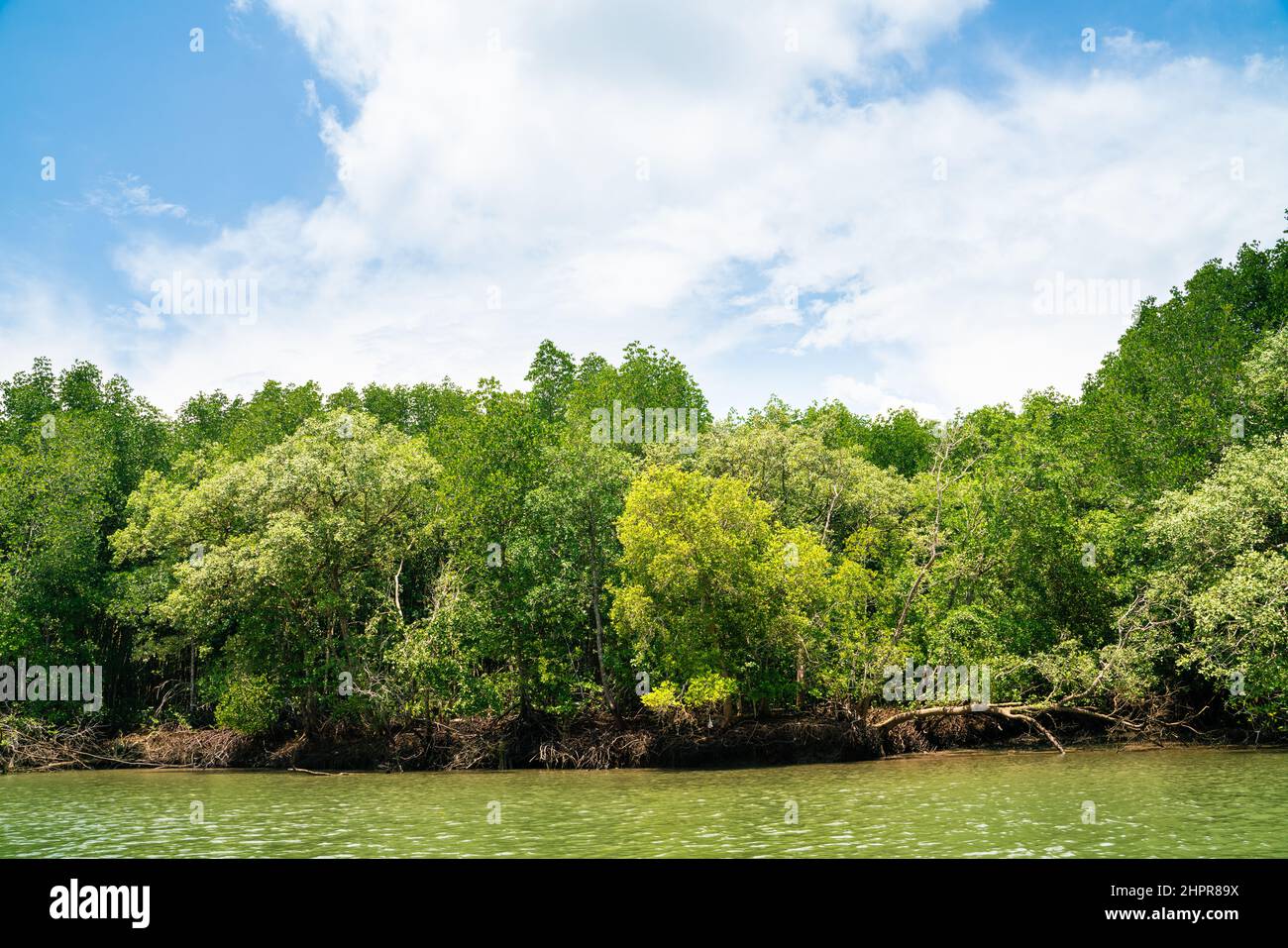 Tropical mangrove forest with river to the sea shore nature ...